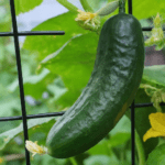 13 Best Climbing Vegetables For Vertical Gardening - My Besuited Home