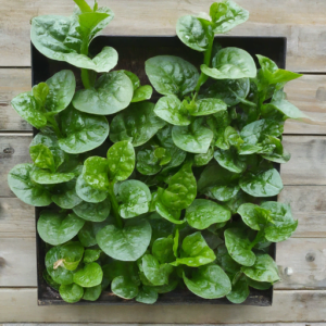 13 Best Climbing Vegetables For Vertical Gardening - My Besuited Home