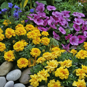 22 Tips To Design And Plant A Low-Maintenance Flower Bed - My Besuited Home