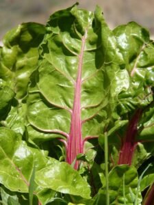 Bitter Swiss Chard? 7 Causes And How To Fix The Problem - My Besuited Home