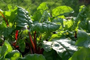 Bitter Swiss Chard? 7 Causes And How To Fix The Problem - My Besuited Home