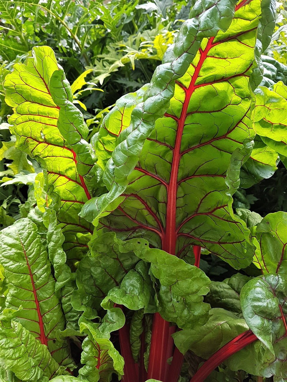 Bitter Swiss Chard? 7 Causes And How To Fix The Problem - My Besuited Home