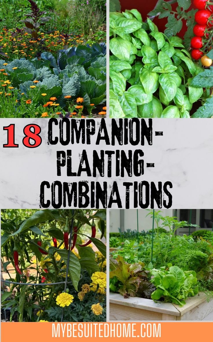 20+ Companion Planting Combinations We Swear By For A Thriving Garden ...