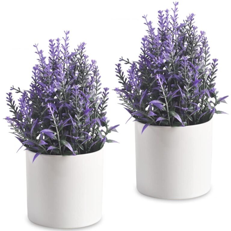 20+ Full Sun Container Plants Ideas To Brighten Your Day - My Besuited Home