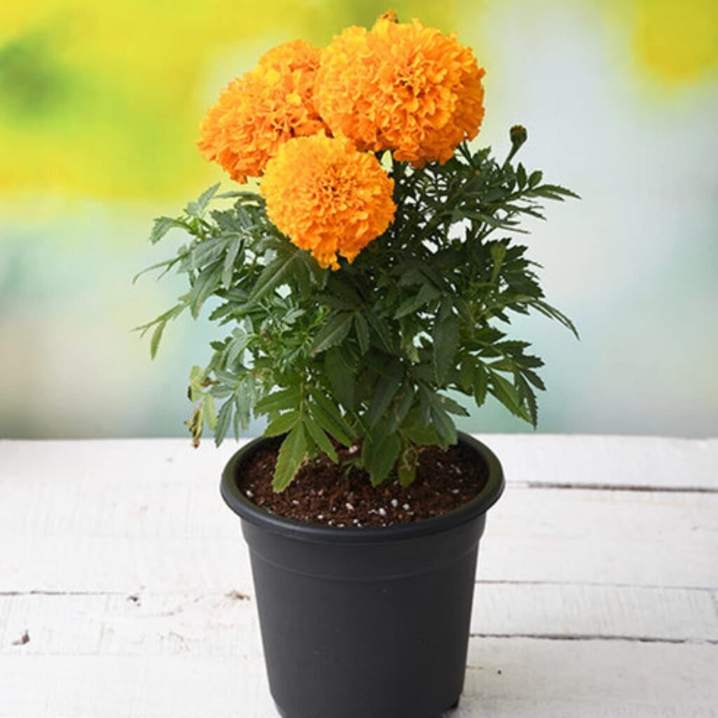20+ Full Sun Container Plants Ideas To Brighten Your Day - My Besuited Home