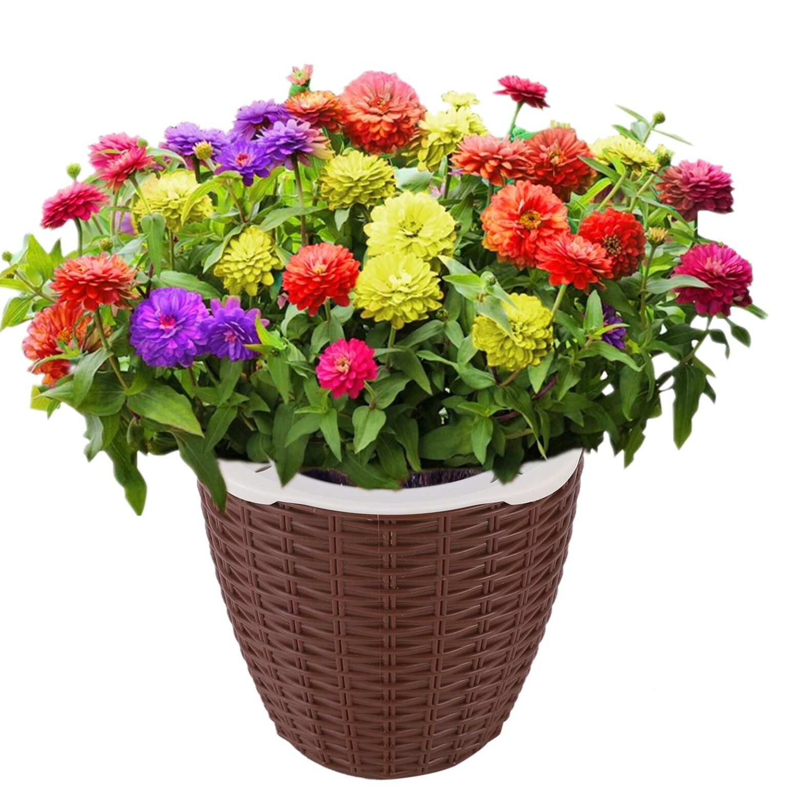 20+ Full Sun Container Plants Ideas To Brighten Your Day - My Besuited Home