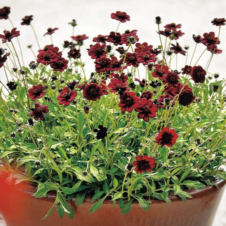 20+ Full Sun Container Plants Ideas To Brighten Your Day - My Besuited Home