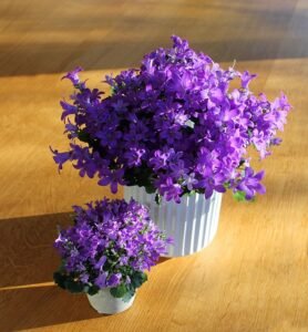 20+ Full Sun Container Plants Ideas To Brighten Your Day - My Besuited Home