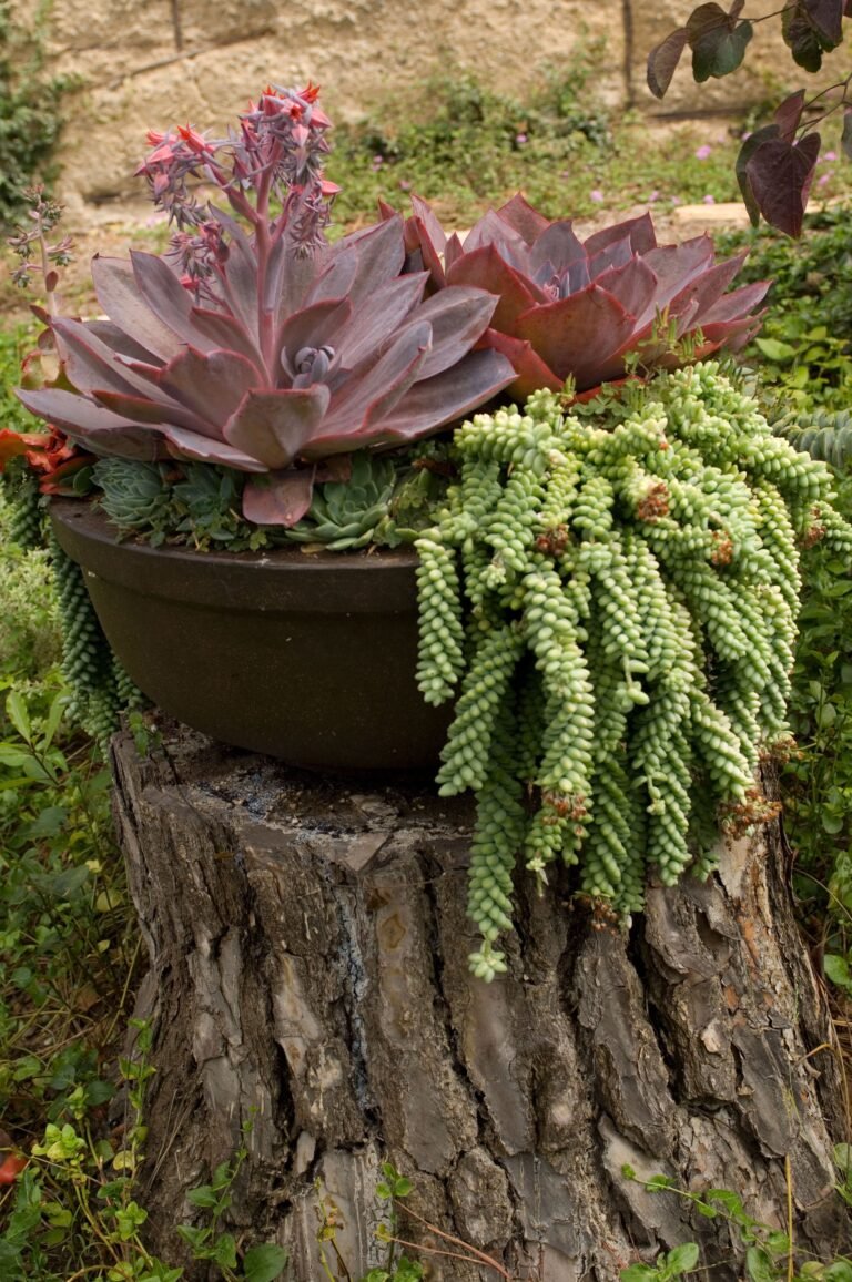 15 Creative Tree Stump Ideas That Will Elevate Your Outdoor Space - My ...