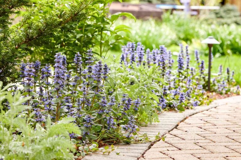 17 Shade-Tolerant Plants That Thrive Under Trees - My Besuited Home