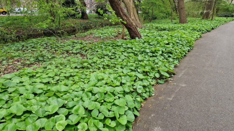 17 Shade-Tolerant Plants That Thrive Under Trees - My Besuited Home
