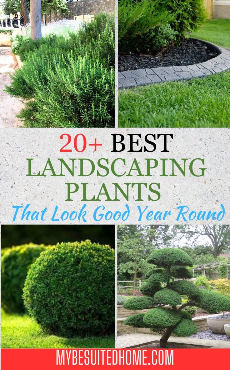 20+ Best Landscaping Plants That Look Good Year Round - My Besuited Home