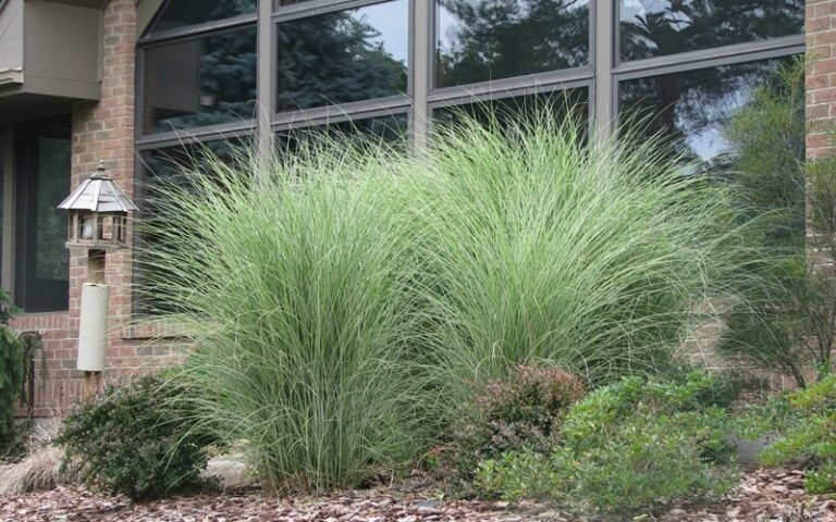 14 Best Tall Ornamental Grasses For Privacy In Your Backyard - My ...