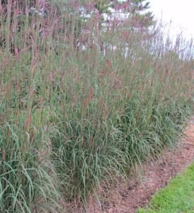 14 Best Tall Ornamental Grasses For Privacy In Your Backyard - My ...