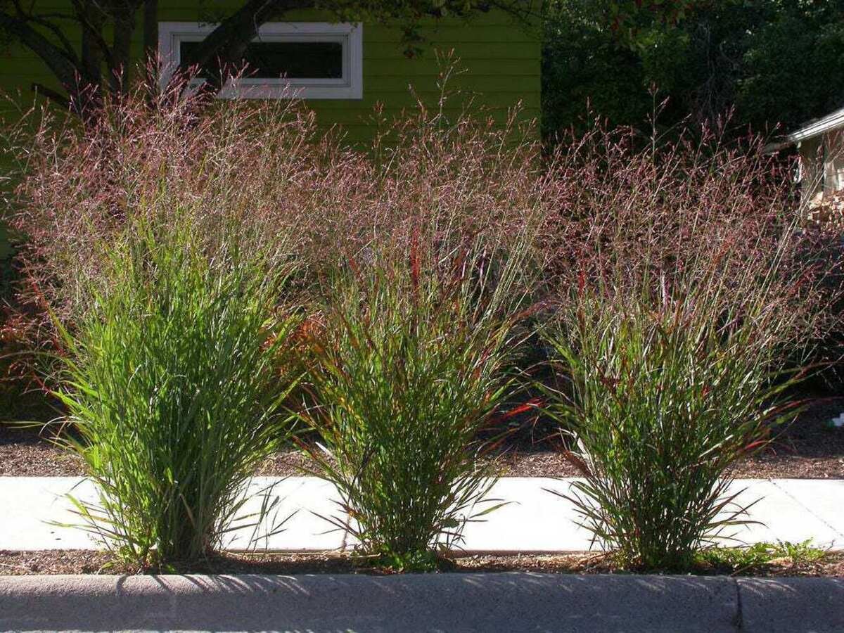 14 Best Tall Ornamental Grasses For Privacy In Your Backyard - My ...