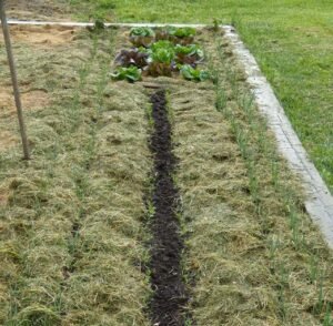 13 Amazing Things You Can Do With Grass Clippings - My Besuited Home