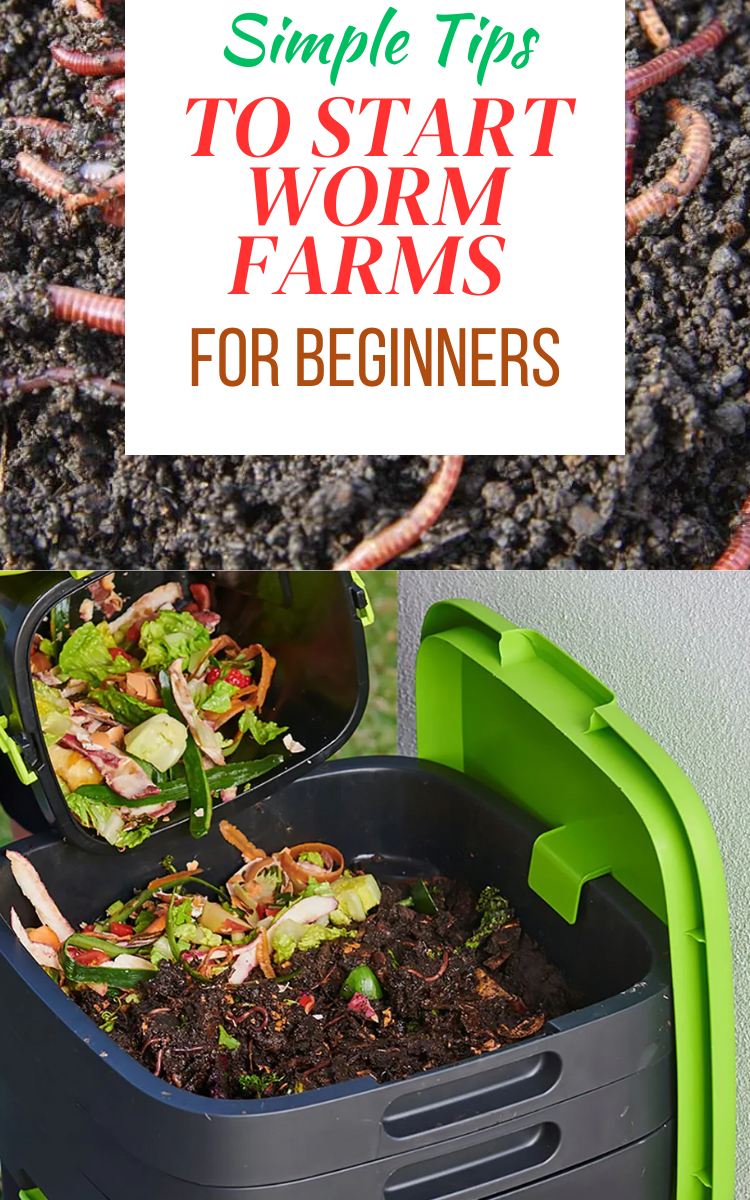 How To Start Worm Farms For Beginners - My Besuited Home