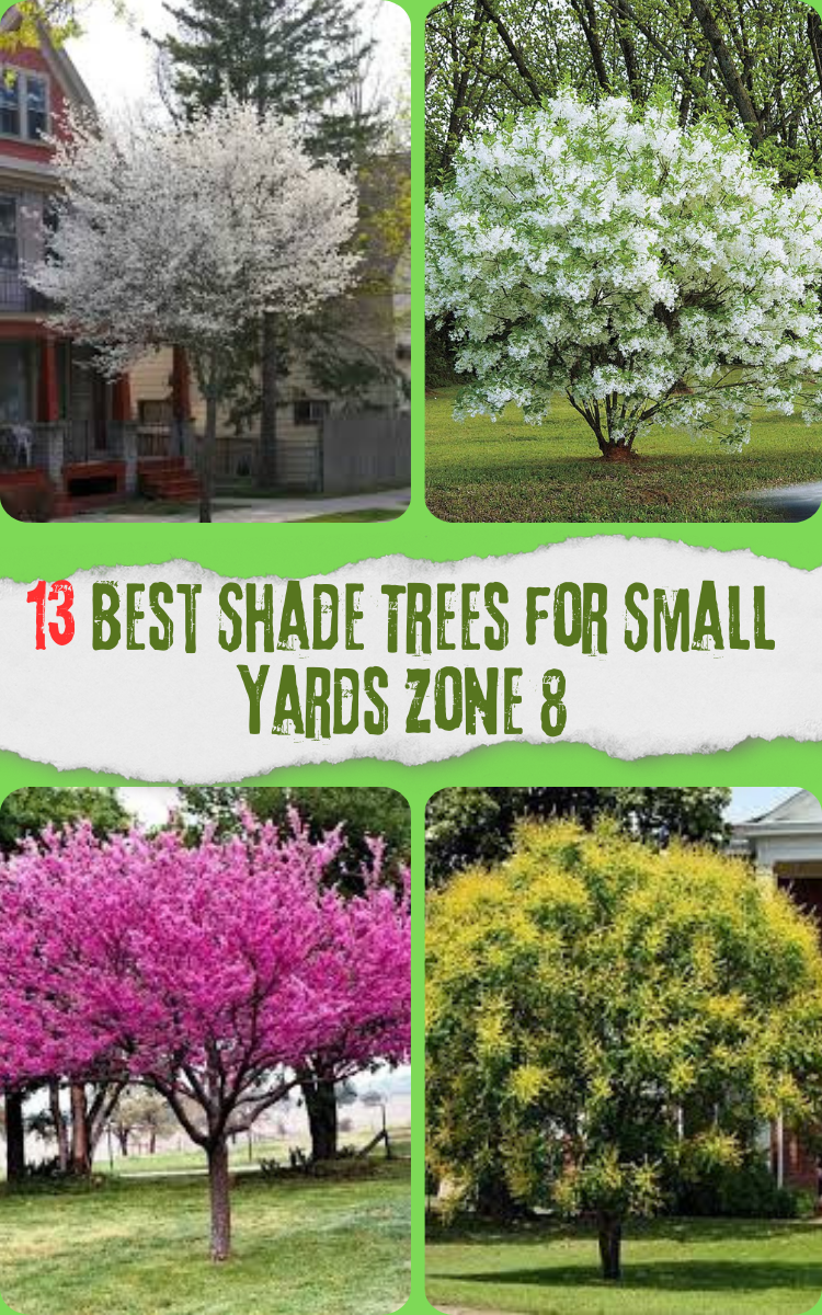 13 Best Shade Trees For Small Yards Zone 8 - My Besuited Home