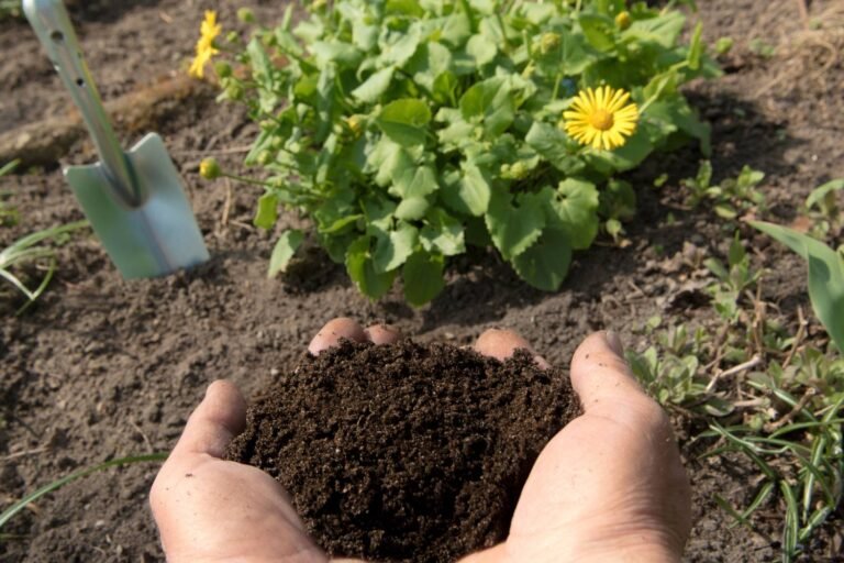 10 Essential Plant Care Tips Every Home Gardener Should Know - My ...
