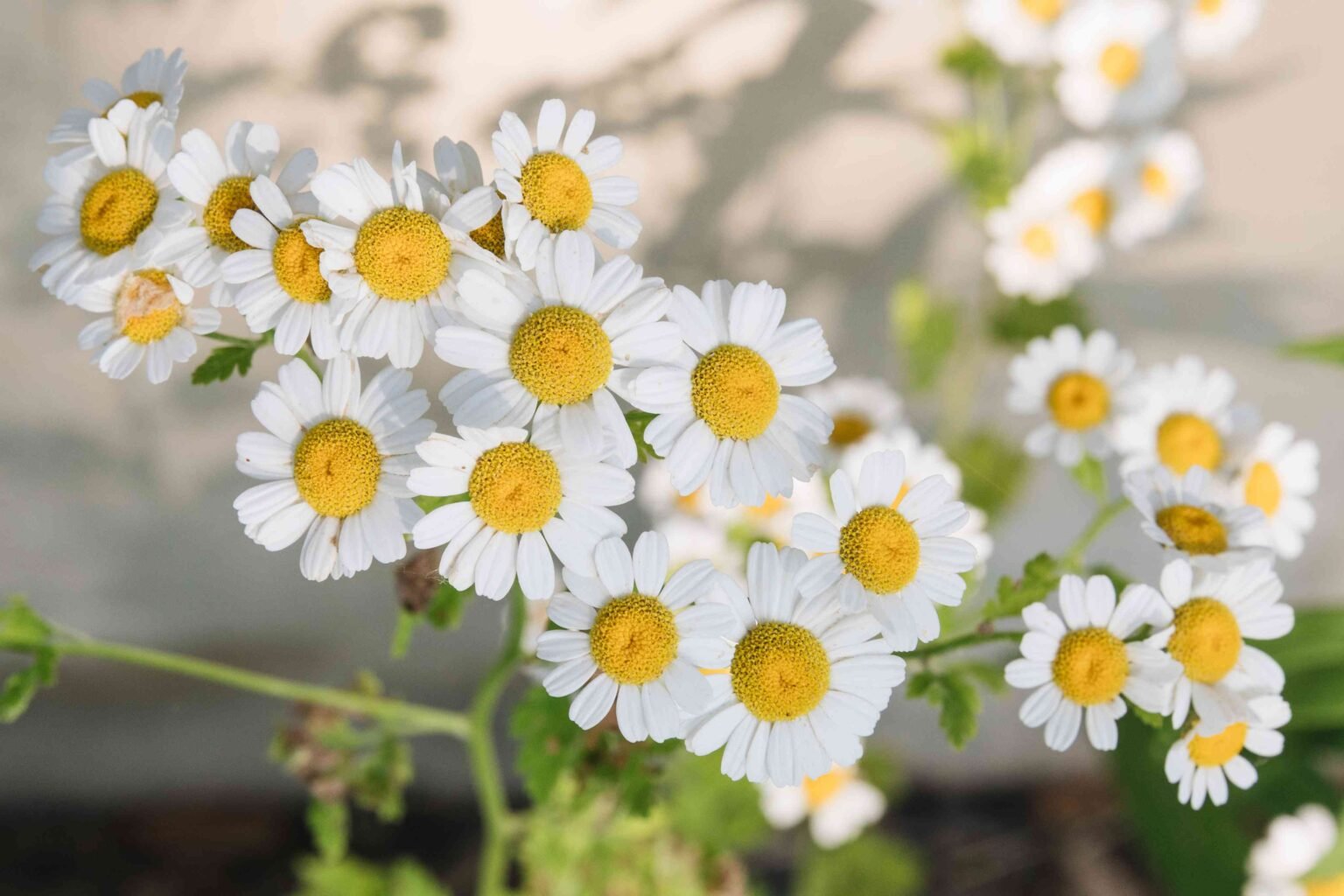 15 Calming Aromatic Plants That Soothe The Soul - My Besuited Home