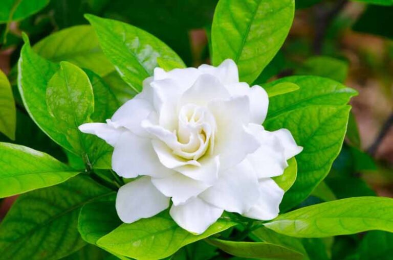 15 Calming Aromatic Plants That Soothe The Soul - My Besuited Home