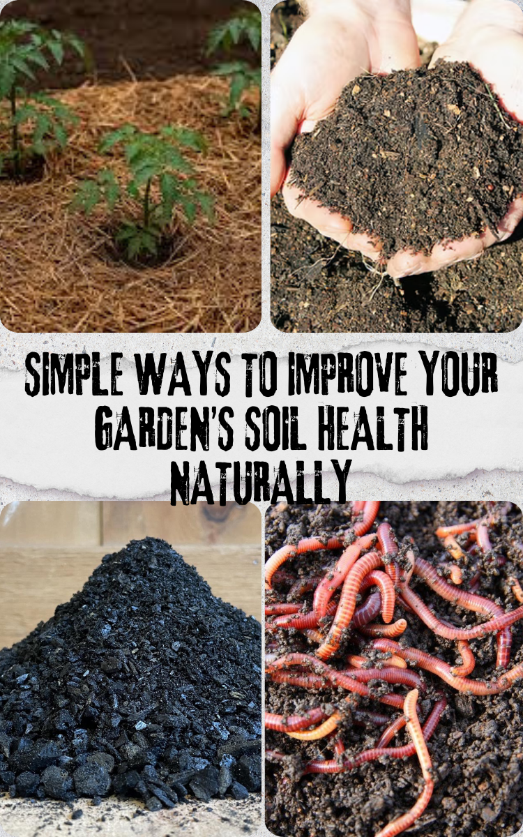 11 Simple Ways To Improve Your Garden’s Soil Health Naturally - My ...
