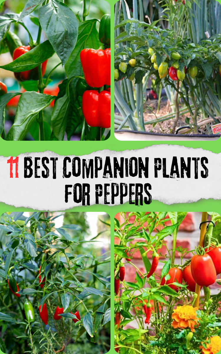 11 Best Companion Plants For Peppers (And What To Avoid) - My Besuited Home