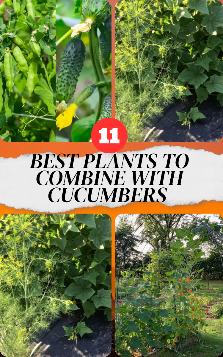 Companion Gardening: 11 Plants To Combine With Cucumbers For Best ...