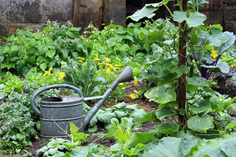 Companion Gardening: 11 Plants To Combine With Cucumbers For Best ...