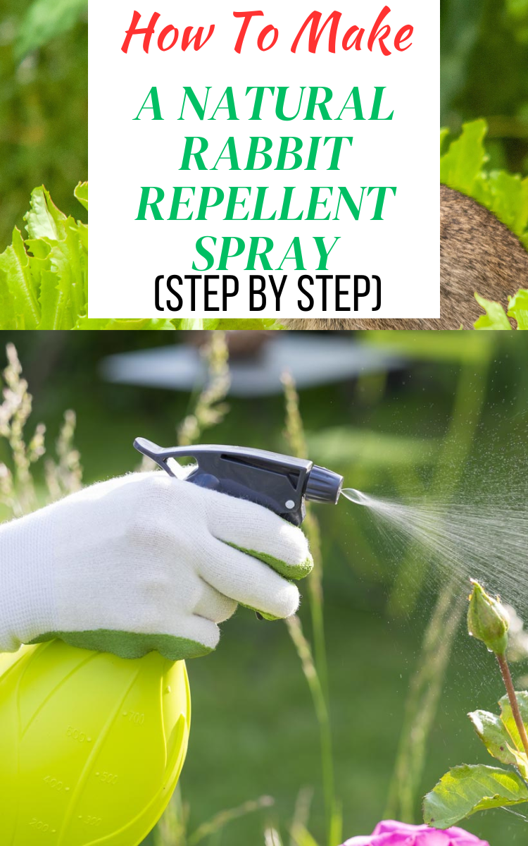 How To Make A Natural Rabbit Repellent Spray: Step By Step - My ...